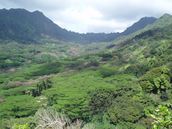 Kokua Kalihi Valley Comprehensive Family Services Careers and ...